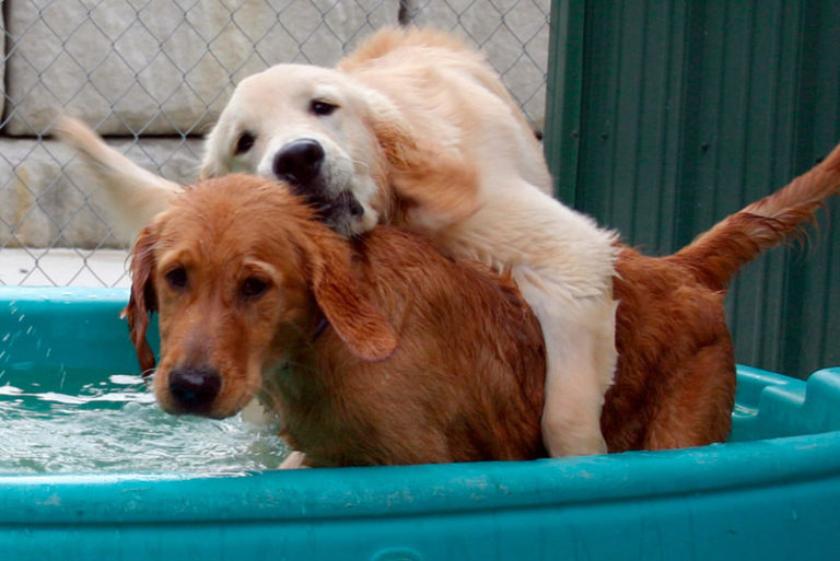 Welcome To Happy Tails Inn - NJ Kennel - Hackettstown / Independence