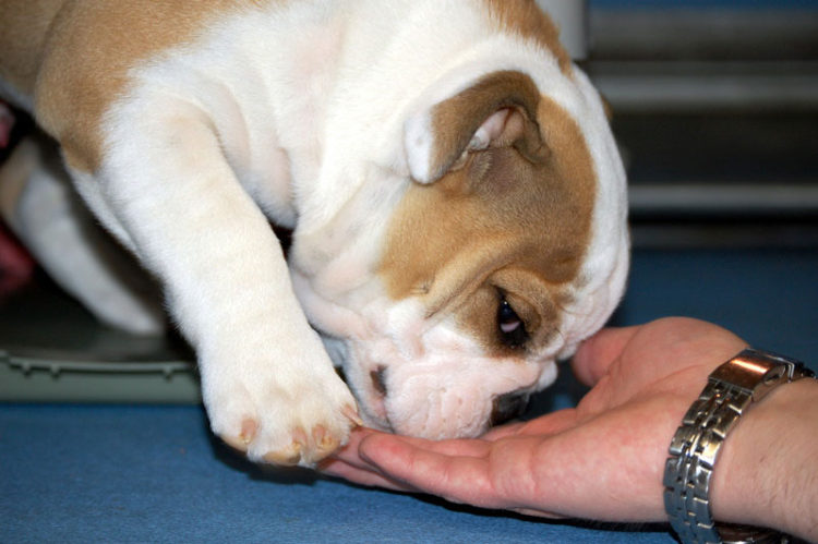 Welcome To Happy Tails Inn - NJ Kennel - Hackettstown / Independence